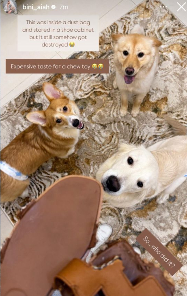 BINI Aiah’s Dogs Turn Her Hermes Sandals Into a “Chew Toy”